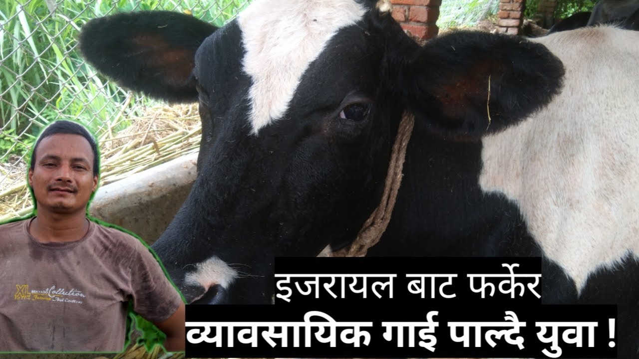 इज़रायल बाट फर्केर नेपालमा होलेस्टेन गाई पालनमा रमेका युवाको सफलताको ...