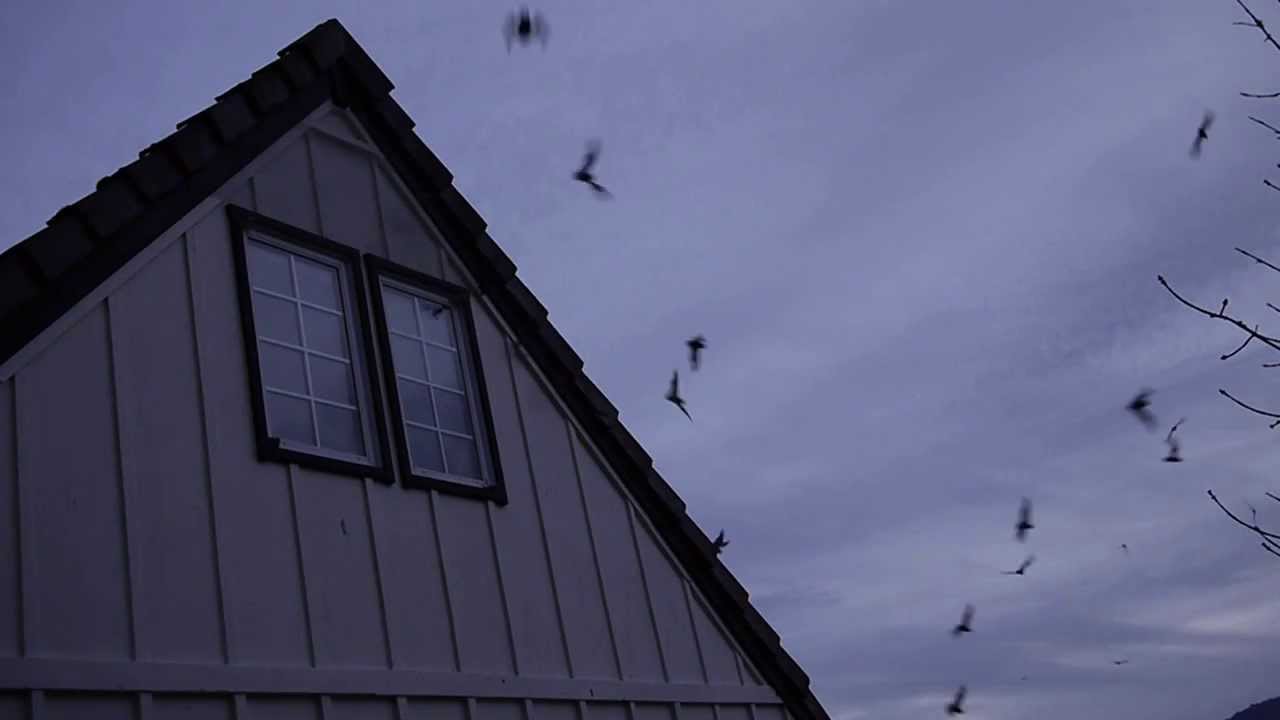 Bats in the Roof - YouTube