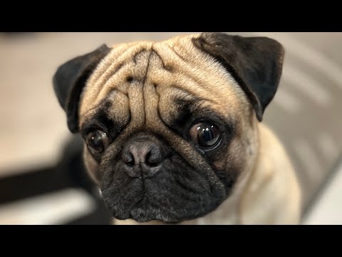 PUG Compilation 1 - Funny Dogs but only PUG Videos |  Instapug 