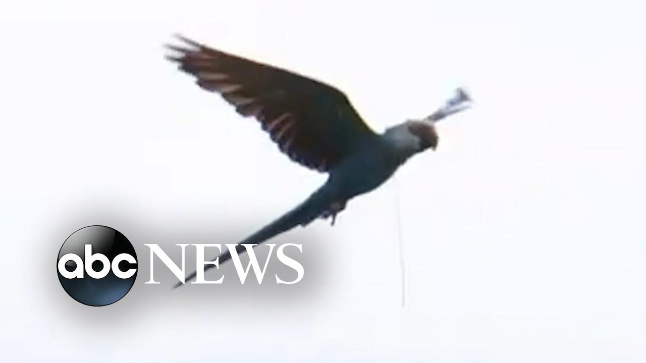 Group of Spix's macaws released in Brazil - YouTube