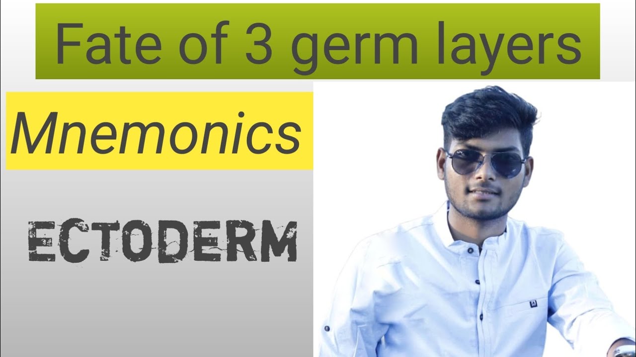 FATE OF THREE GERM LAYERS -Ectoderm/ Easiest Mnemonics ever/IOM/BPKIHS ...