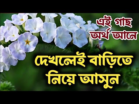হাতিশুঁড় | Indian heliotrope | Heliotropium indicum | Hatisur - YouTube