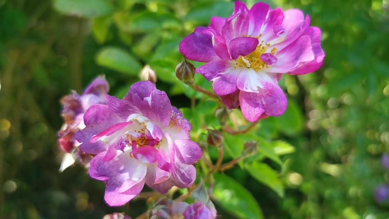 English Rose Garden Tour Veilchenblau - YouTube