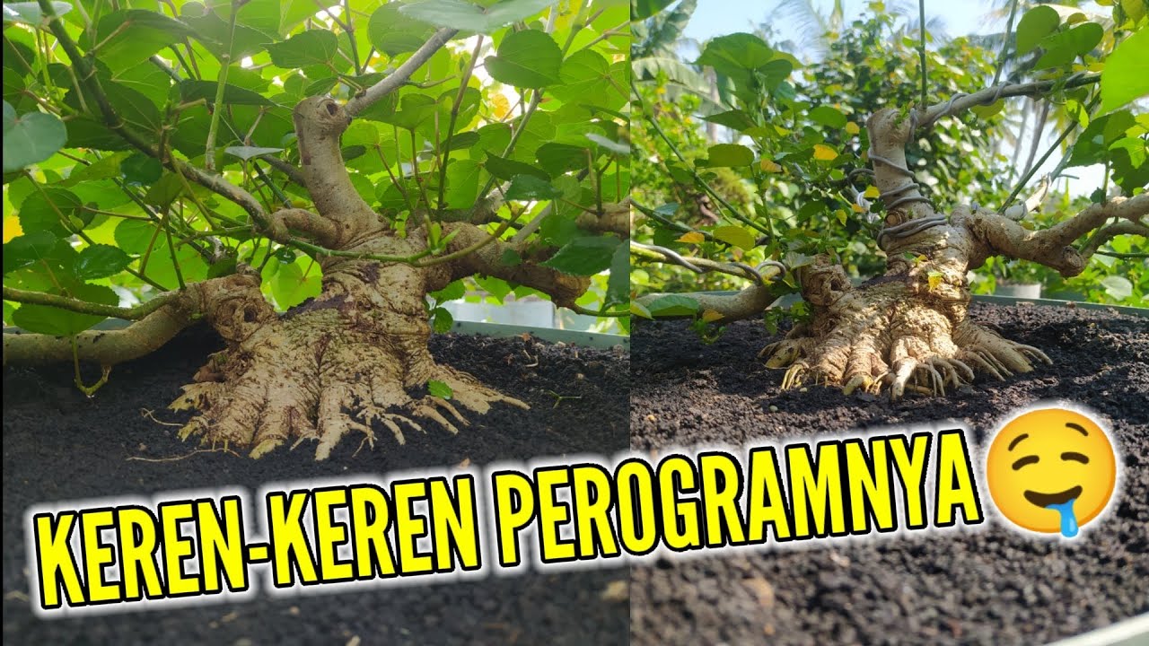 REVIEW PEROGRAMAN BONSAI WARU SUPER KEREN - YouTube