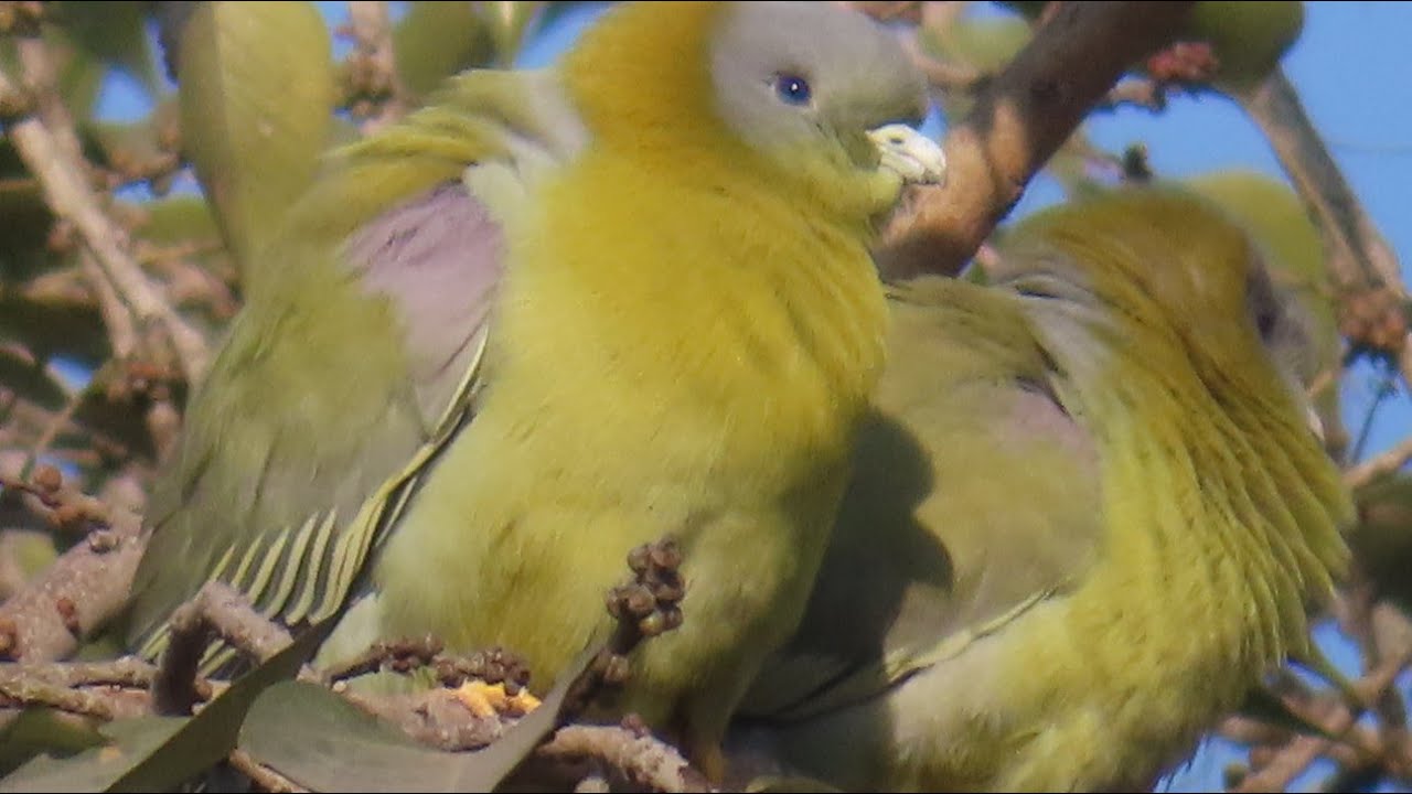 Photos.Yellow Footed Green Pigeons.हरियल कबूतर। - YouTube