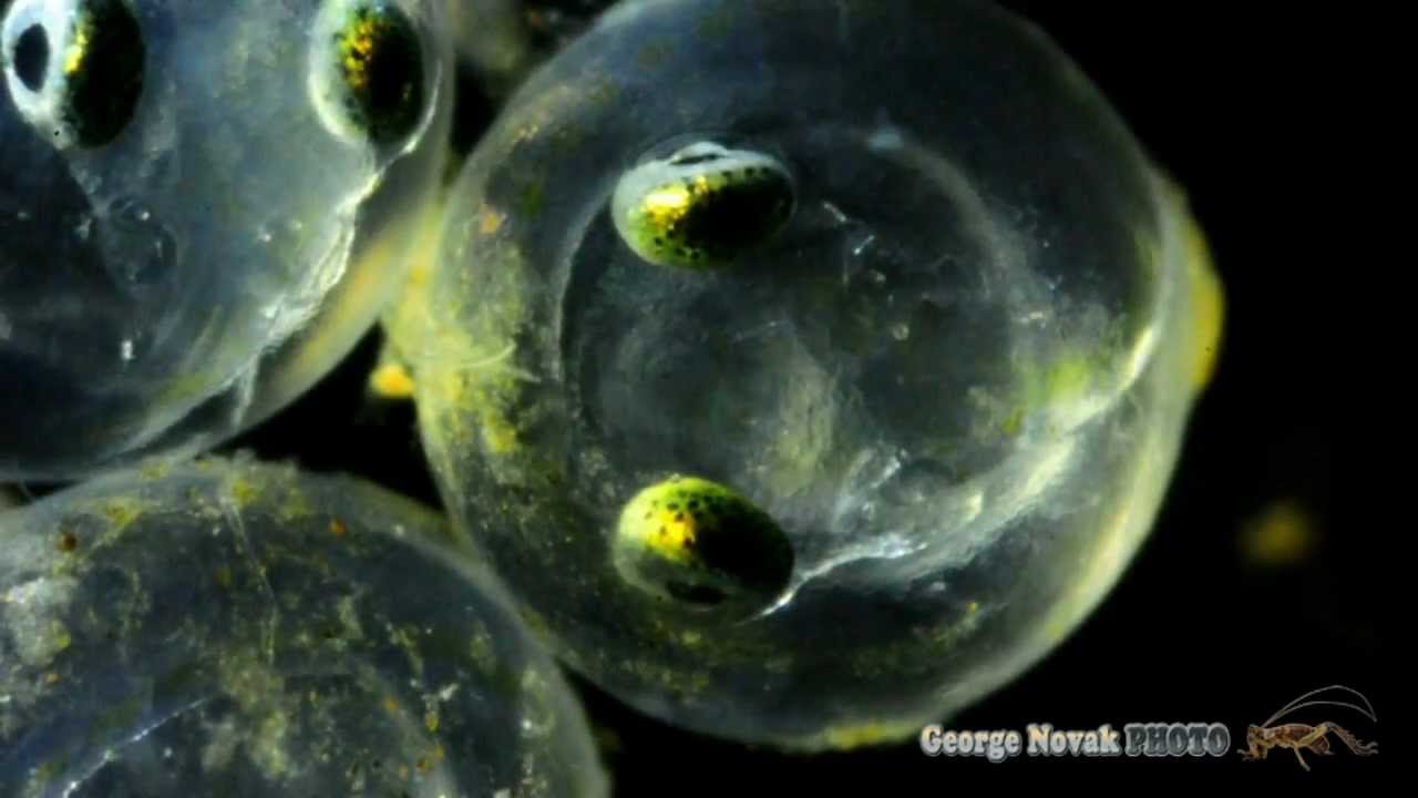 Fish embryos developing inside egg- Galaxias Maculatus-New Zealand ...