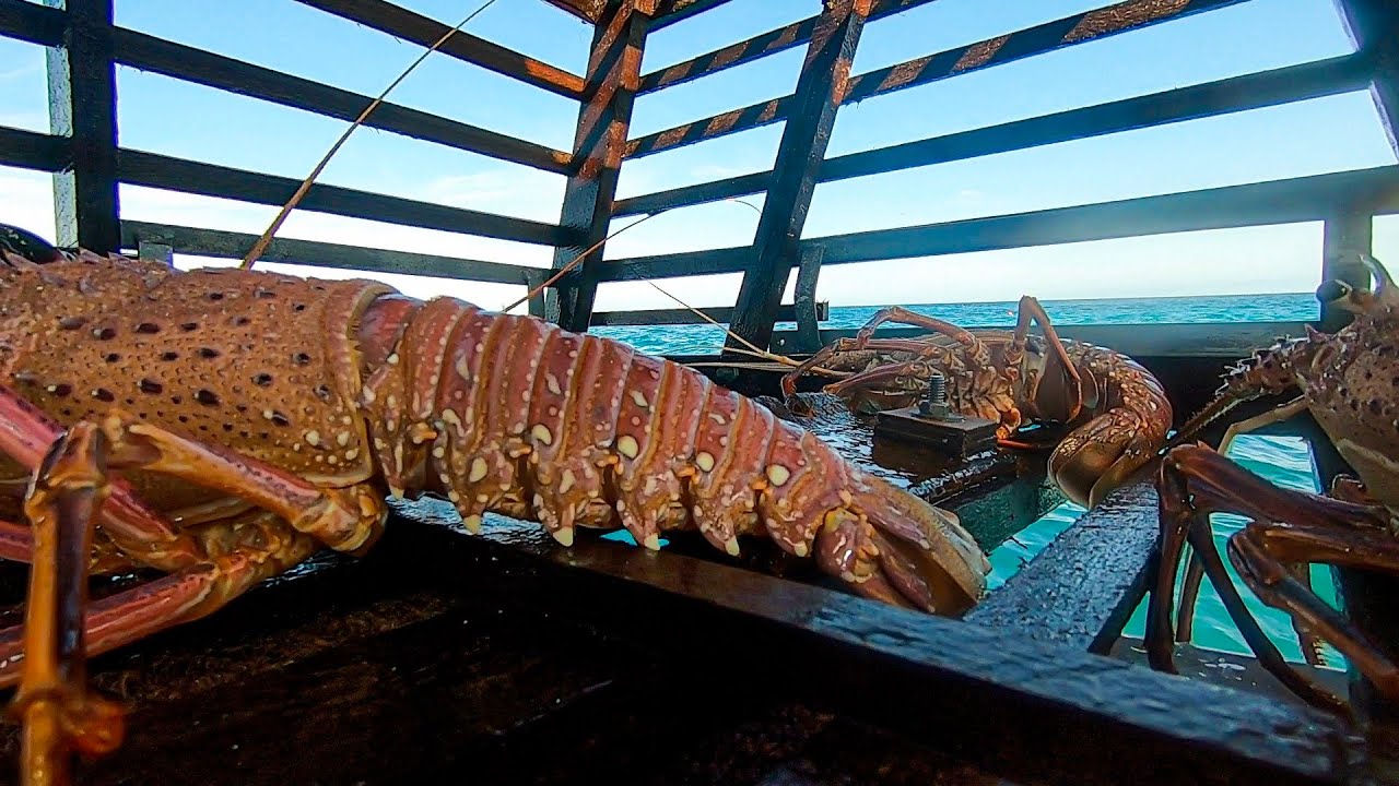 Crayfish Hunting - 2 weeks in 4 minutes - YouTube