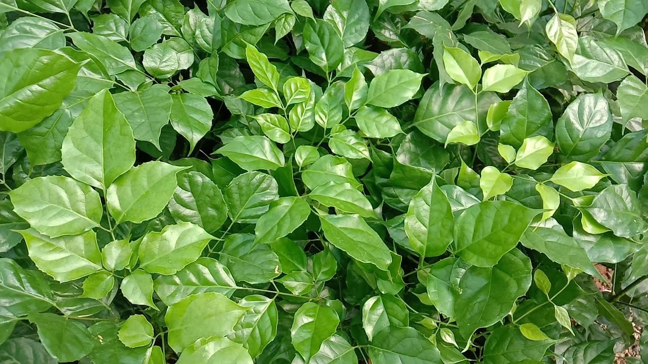 Radermachera sinica, China doll, Serpent tree or Emerald tree, a ...
