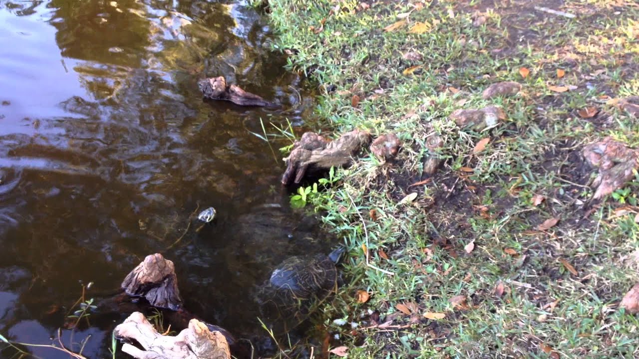 Tom the Turntle Man 3 - YouTube