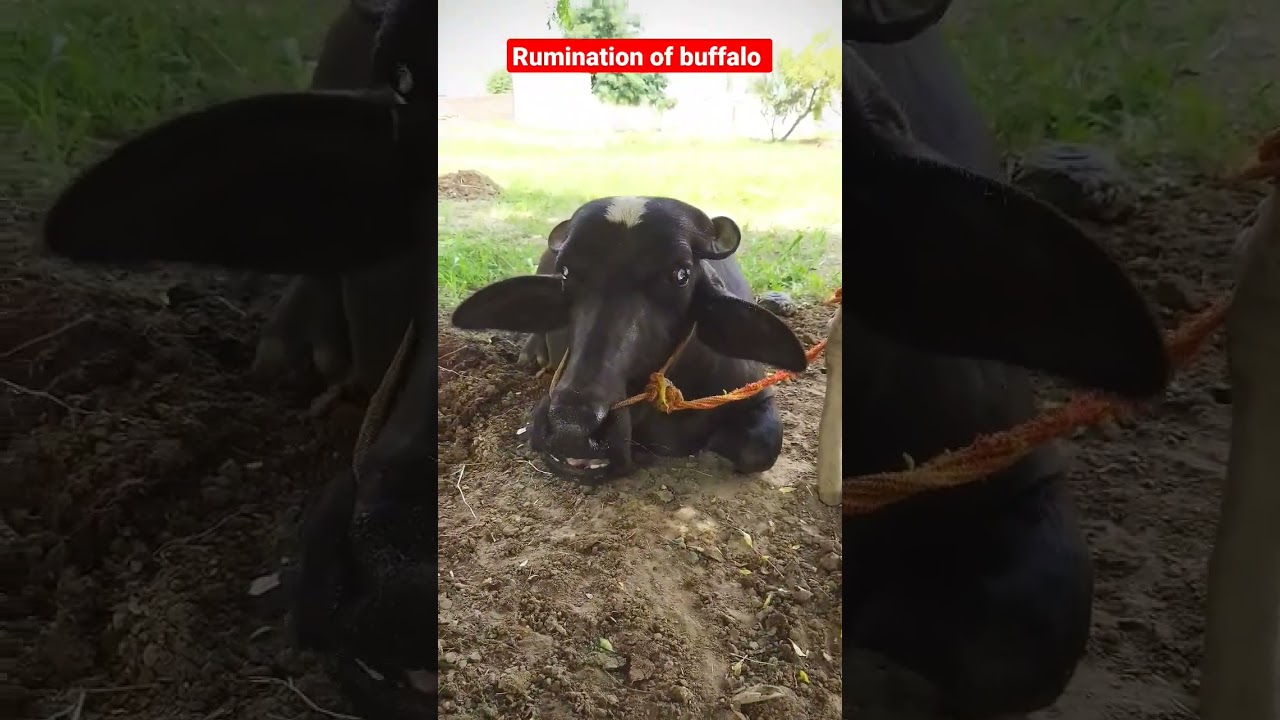 Rumination of cattles after eating grass or any food #shorts # ...