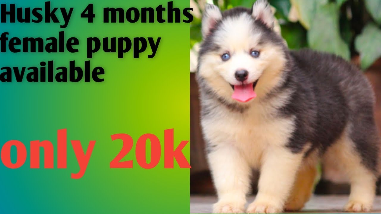 Husky 4 months female puppy Available best price in vijaywada - YouTube
