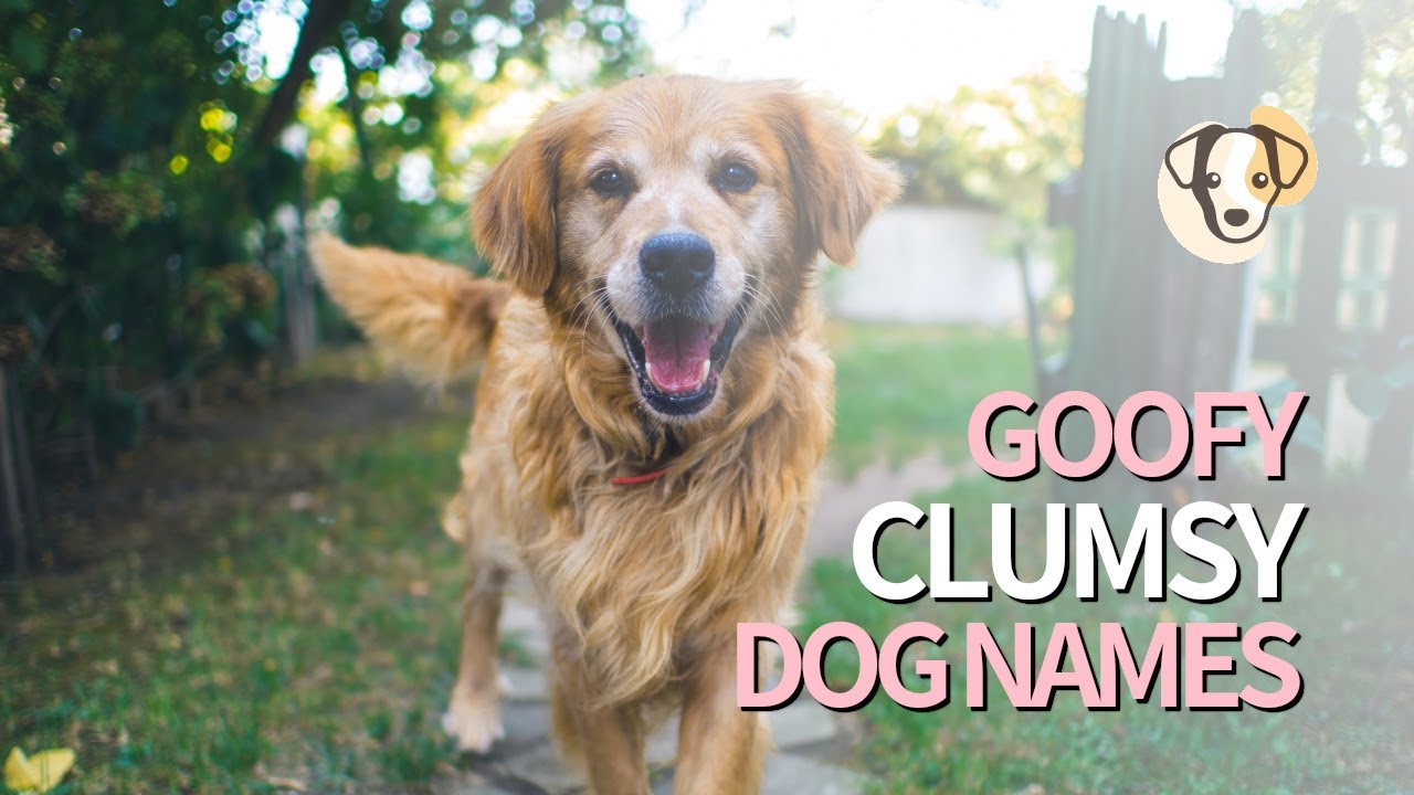 27 Clumsy Dog Names For Goofy Puppies PupNames YouTube 27-clumsy-dog-names-for-goofy-puppies-pupnames-youtube