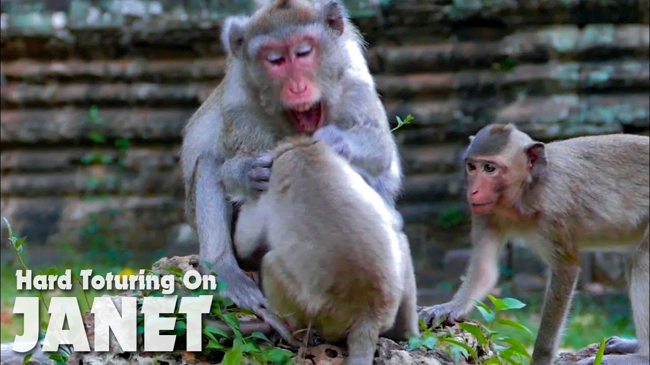 Jane Do Another Tutoring On Janet So Hard - Jane No Longer Give A Chance For Janet - Monkey Buzz ...