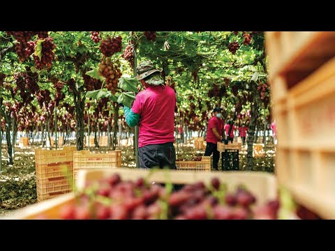 Growing Nature's Candy With Moyca