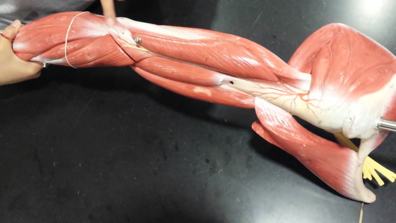 Upper inner arm - YouTube