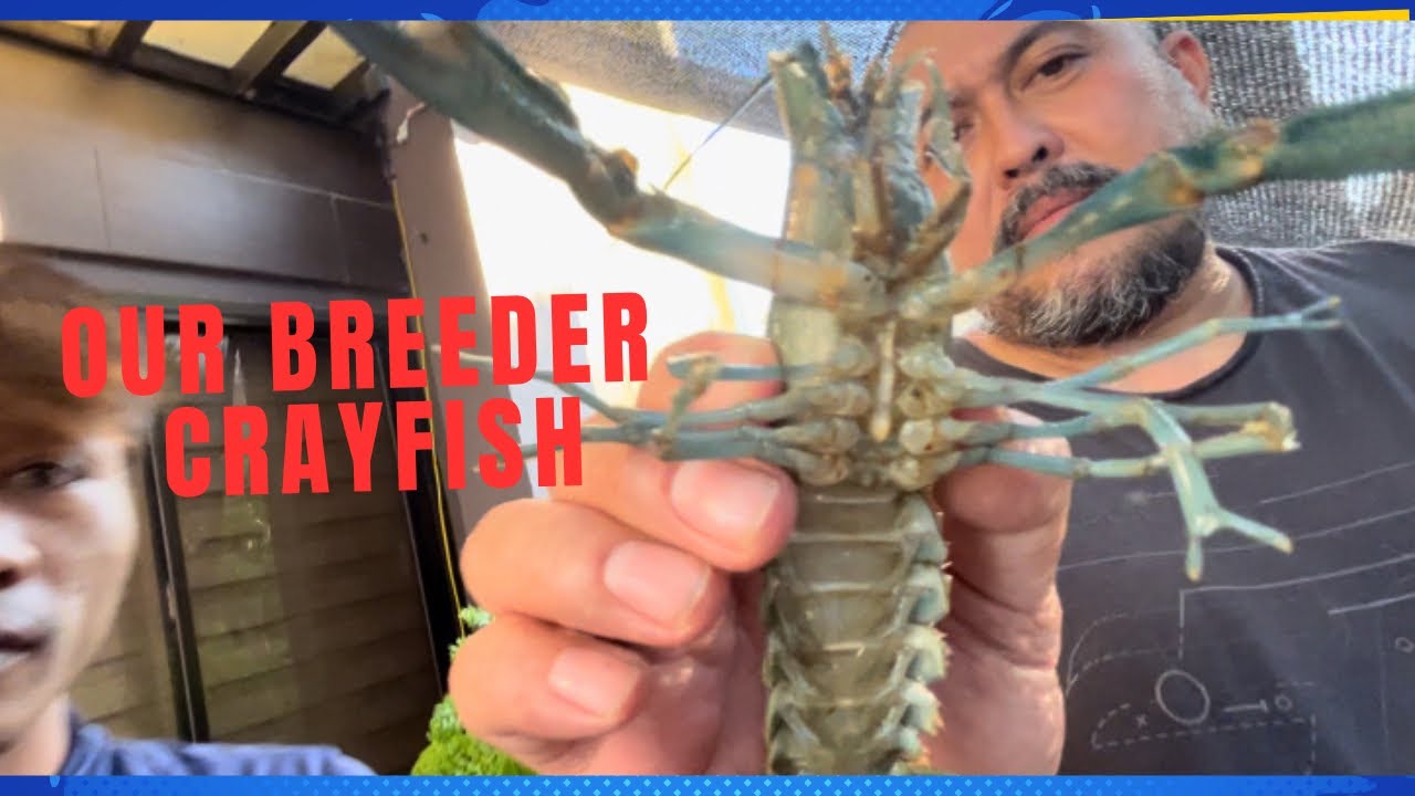 CRAYFISH REASERCH AND EXPERIMENT FOR OUR FARM - YouTube
