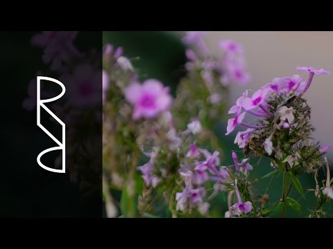 Natur in 4K | GH4R mit V-Log L | Walimex Pro 35mm | Rausch Studios