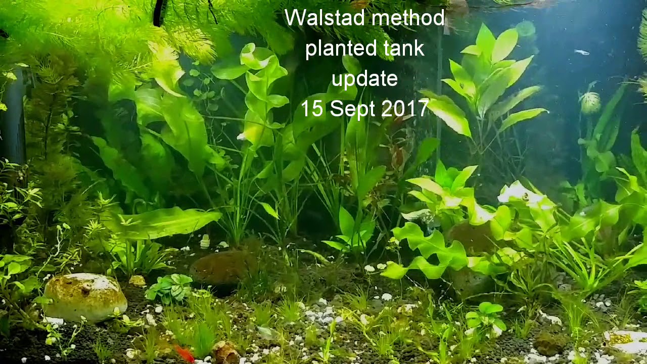 Walstad Method Planted Tank: One Month Update of Plant Progress and ...