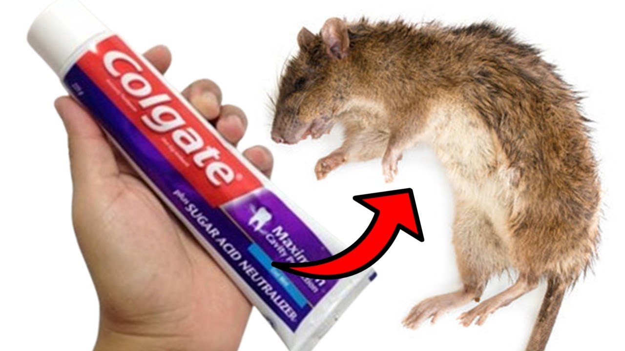 The DIY Toothpaste Trick: Say Goodbye to Rodents for Good! - YouTube