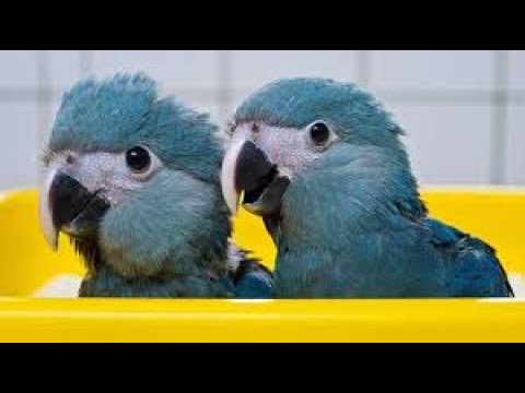 Spix's macaw, blue Macaw, Rio Macaw Breeder Pair with Chicks | Rare ...