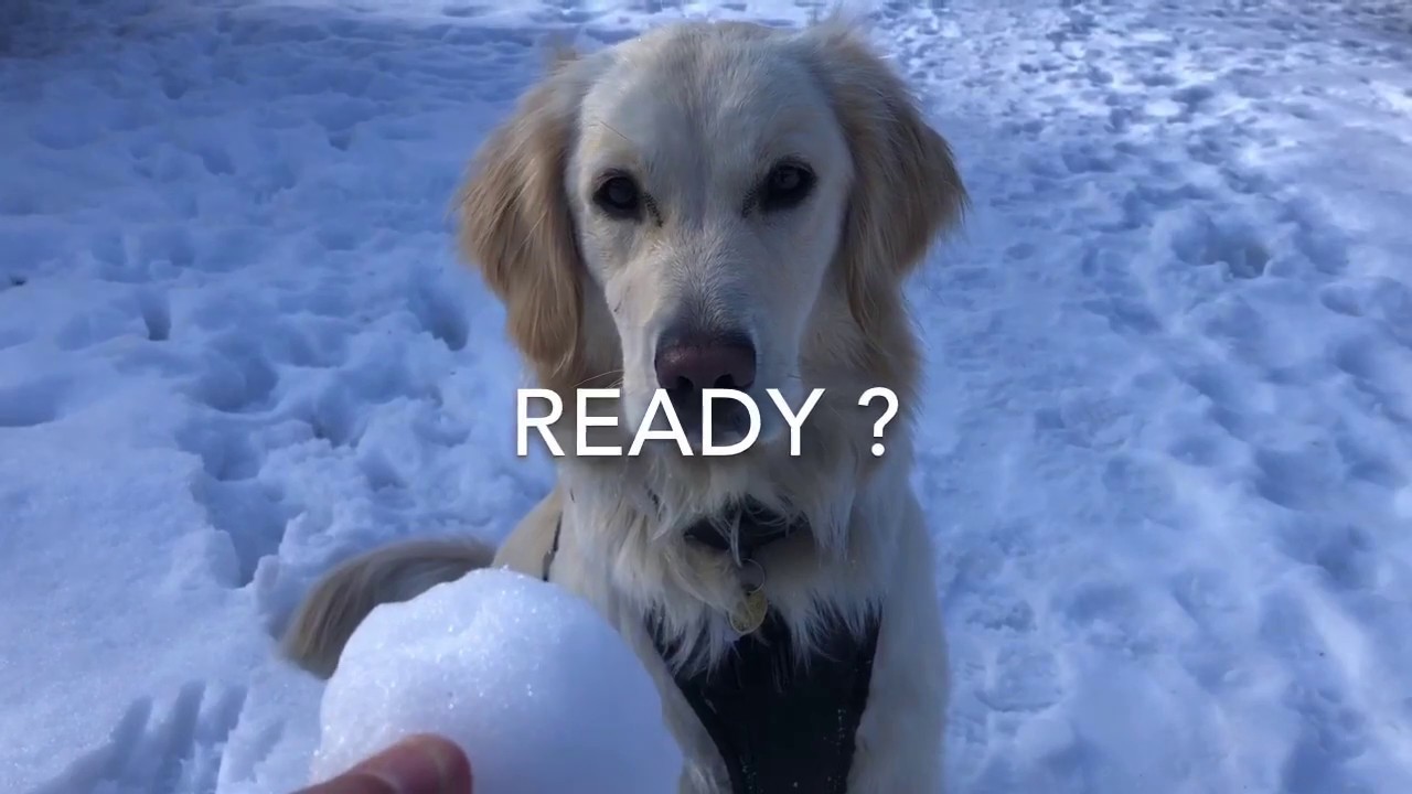 Snow Paws and Snow Monsters - YouTube