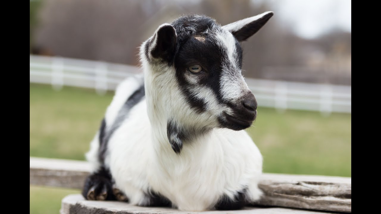 Rapha Farms Goat Farm KS95 Jingle Video - YouTube