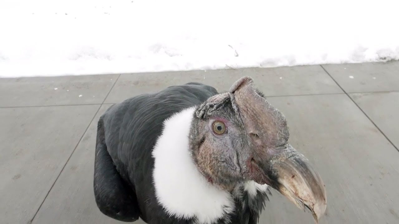 Andy The Condor Spends Over 50 Years At Tracy Aviary - Uniquely Utah ...