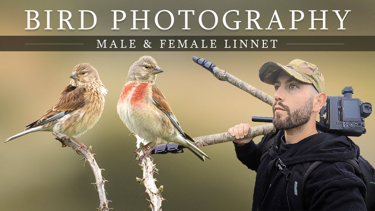 Bird Photography - Irish Wildlife (Male & Female Linnet) - YouTube