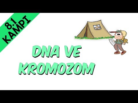 DNA ve Kromozom - 8.Sınıf Fen Bilimleri