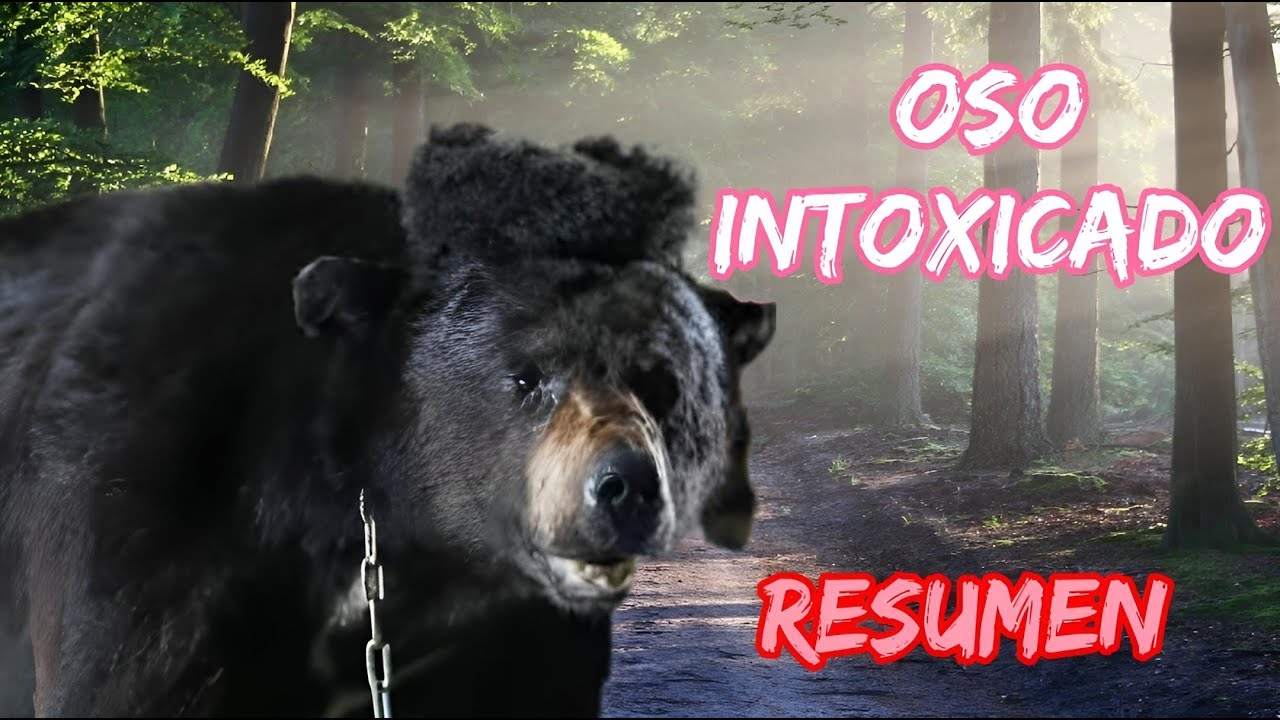 OSO INTOXICADO RESÚMEN COMPLETO - YouTube