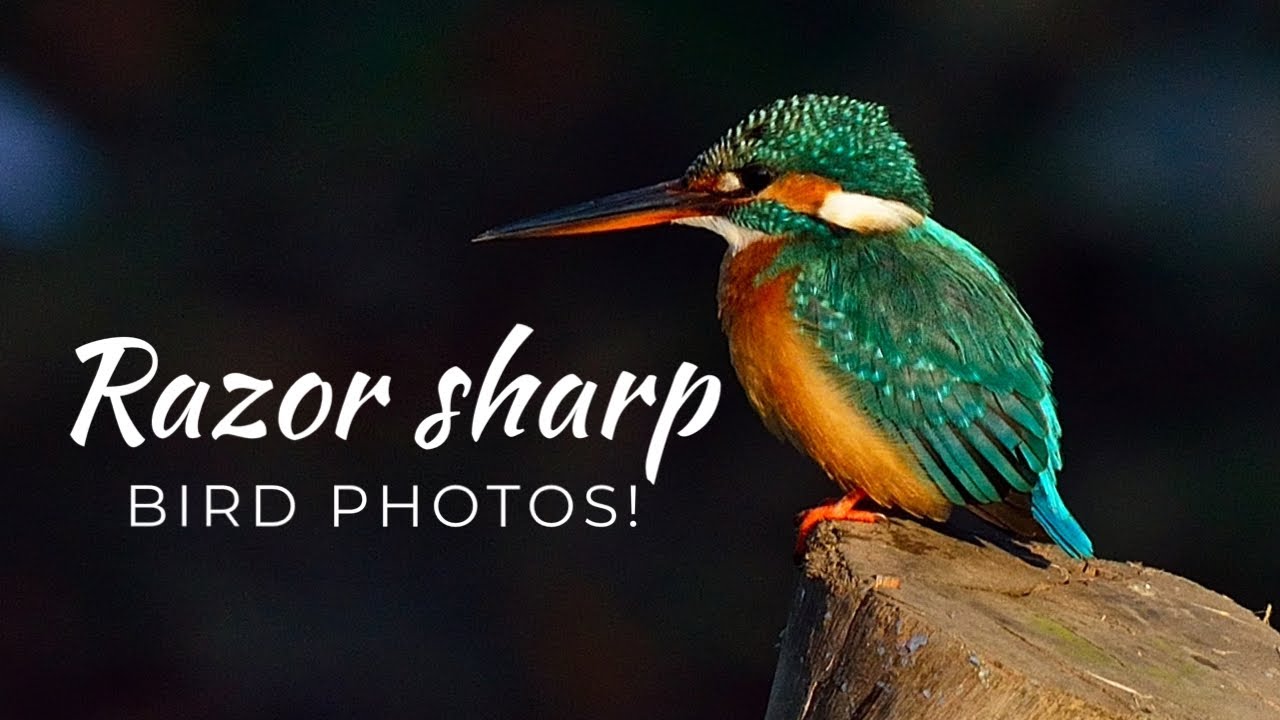 How to Take Sharp Bird Photos - YouTube