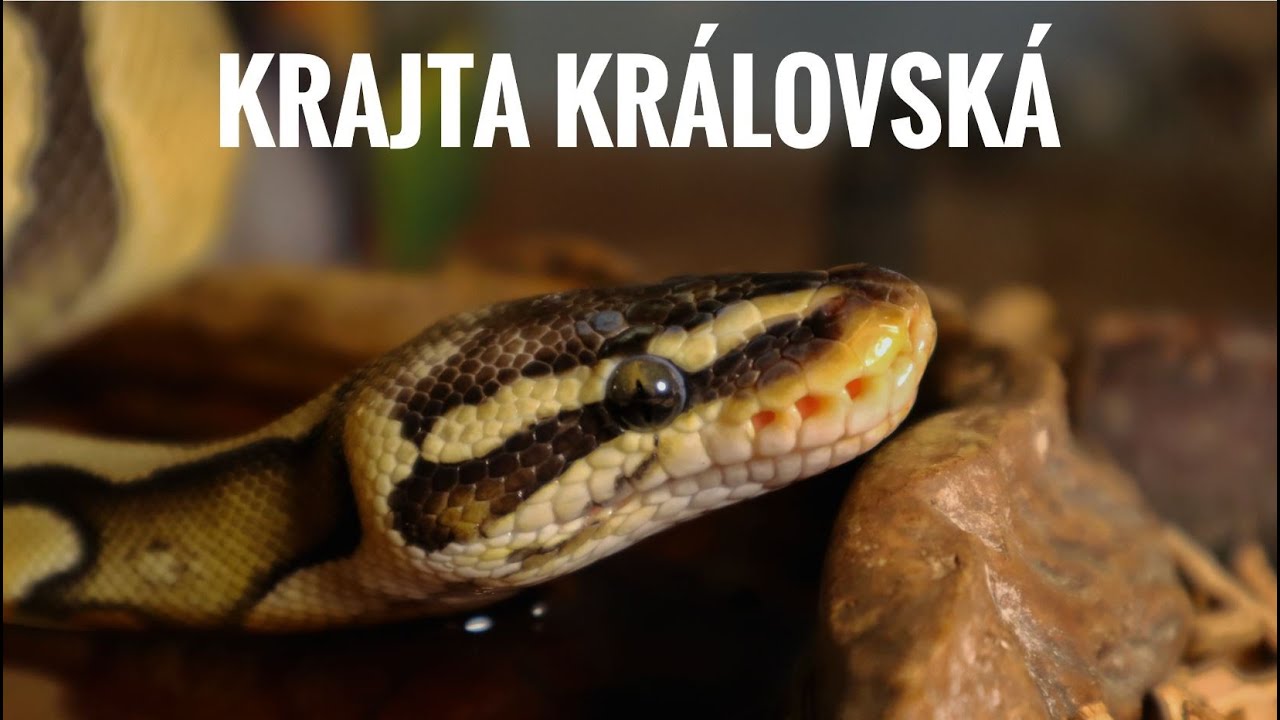 Nejlepší had pro začátečníky, Krajta Královská - YouTube