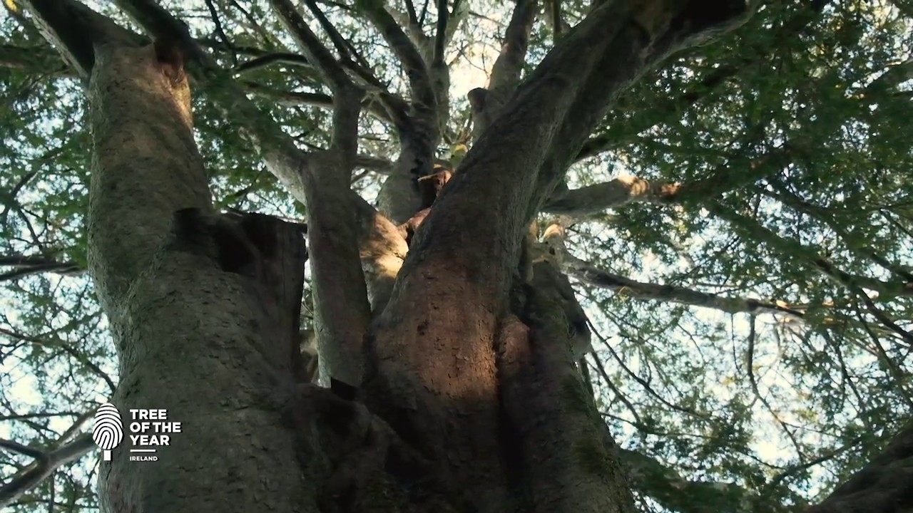 2019 - Tree of the Year Ireland - Witch’s Yew Tree - YouTube