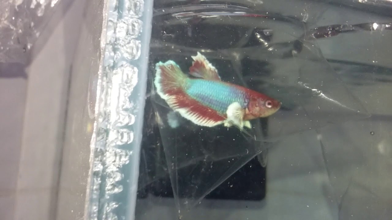 BETTAS Pink Salamander - YouTube