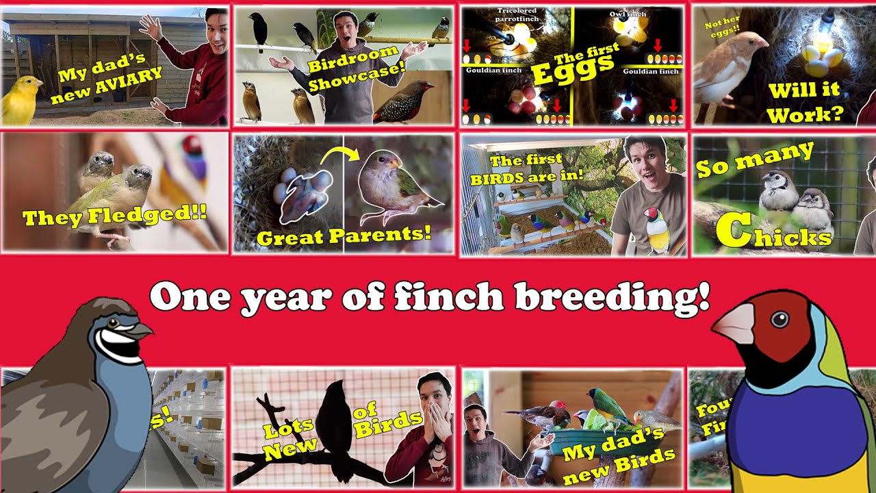 365 days of FINCH/BIRD Breeding, Mr. Aviary - YouTube