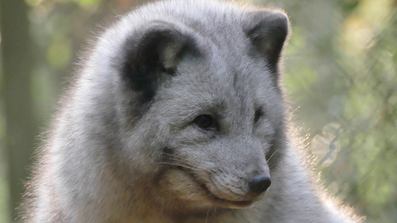 Polarfuchs close-up - YouTube