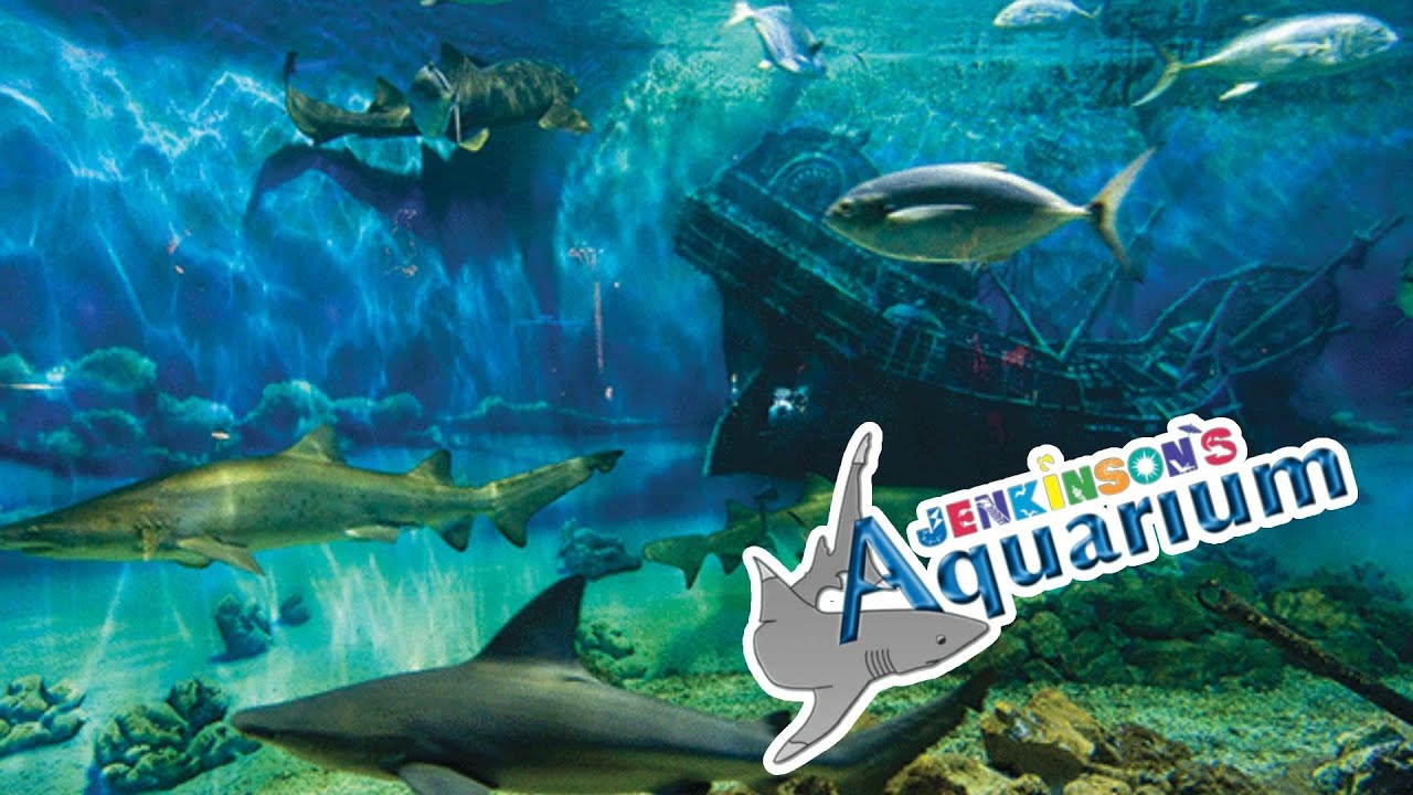 The Pookie Show Ep.5 - Jenkinson's Aquarium - YouTube