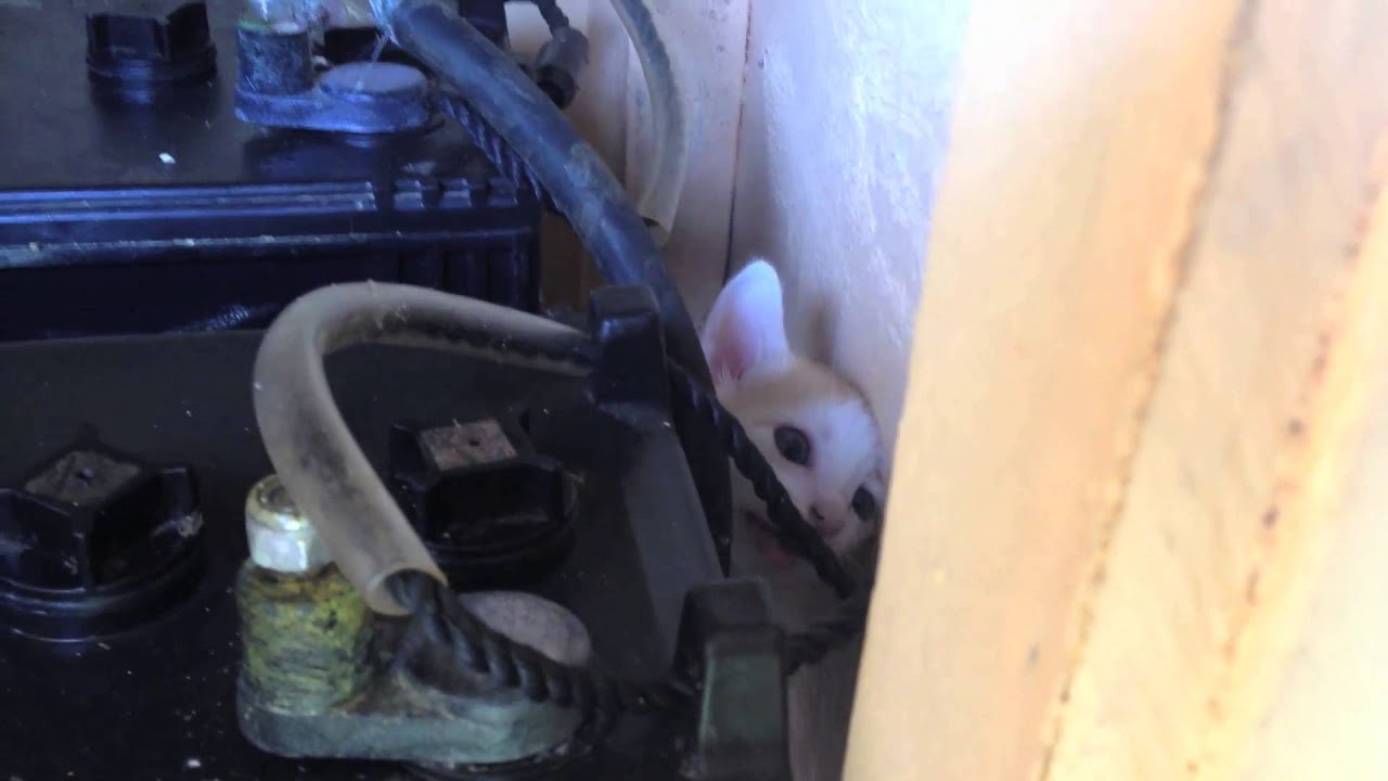 The Cutest Kittens in The Philippines - YouTube