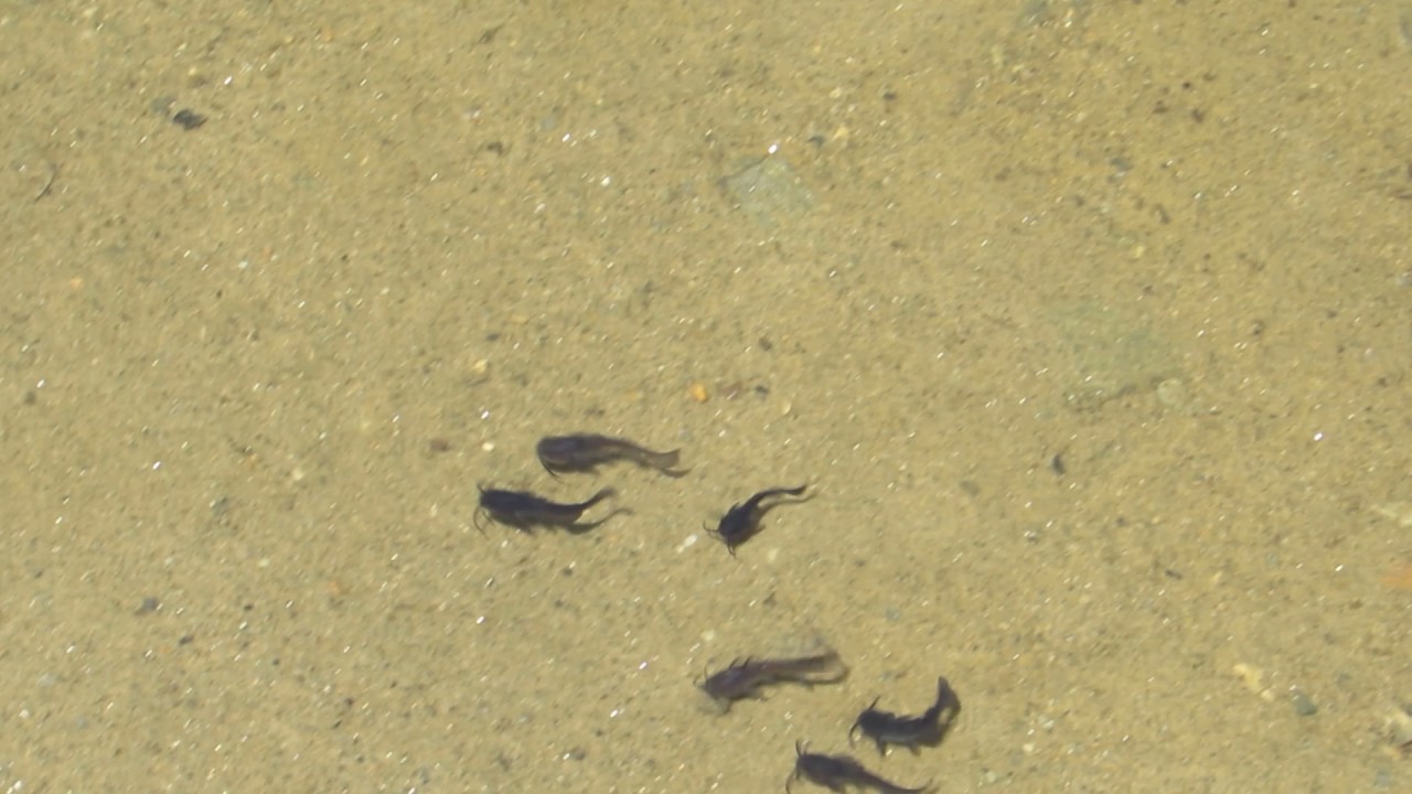 baby catfish - YouTube