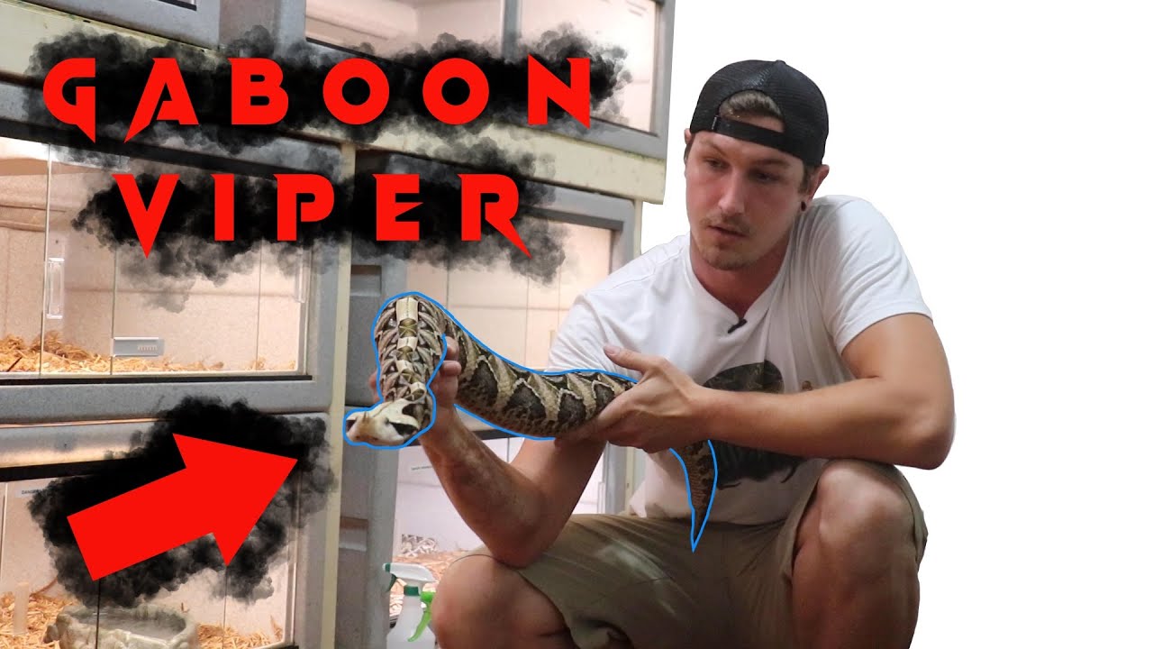 VENOMOUS SNAKE ROOM MAINTENANCE! - YouTube