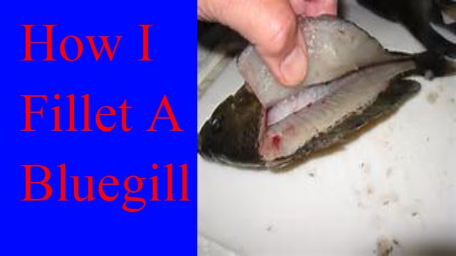 How I Fillet A Bluegill - YouTube