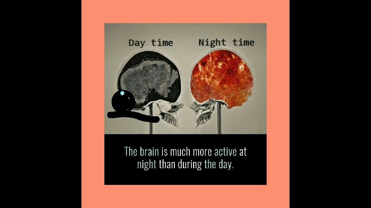 # activity of brain# brain# night# day# activity# informative# facts ...