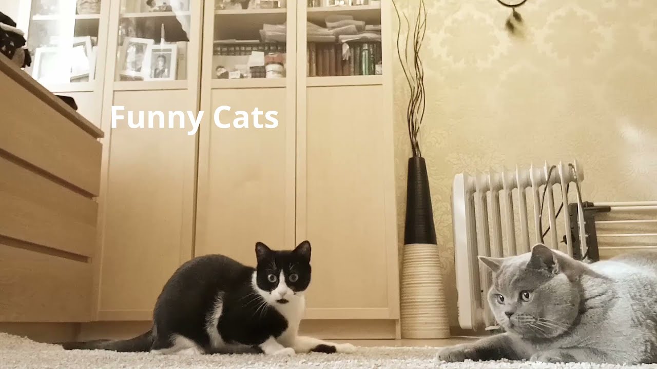 Funny Cats | Funtime - YouTube