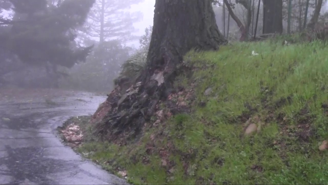 Redwood tree root in wind storm 02/20/17 by Ralph (treelogger) - YouTube