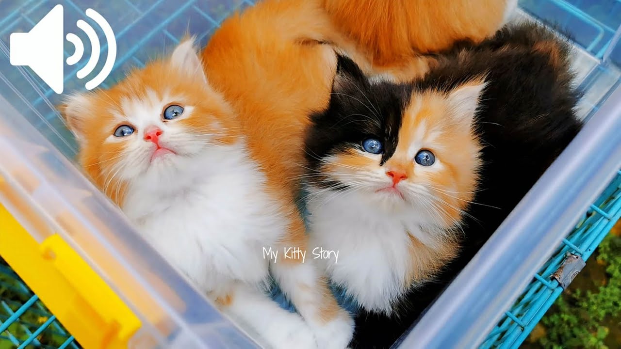 3 Hours Kittens Cries Calling For Their Mom - YouTube