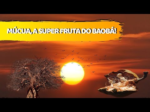 Múcua, a SUPER fruta do baobá! - YouTube