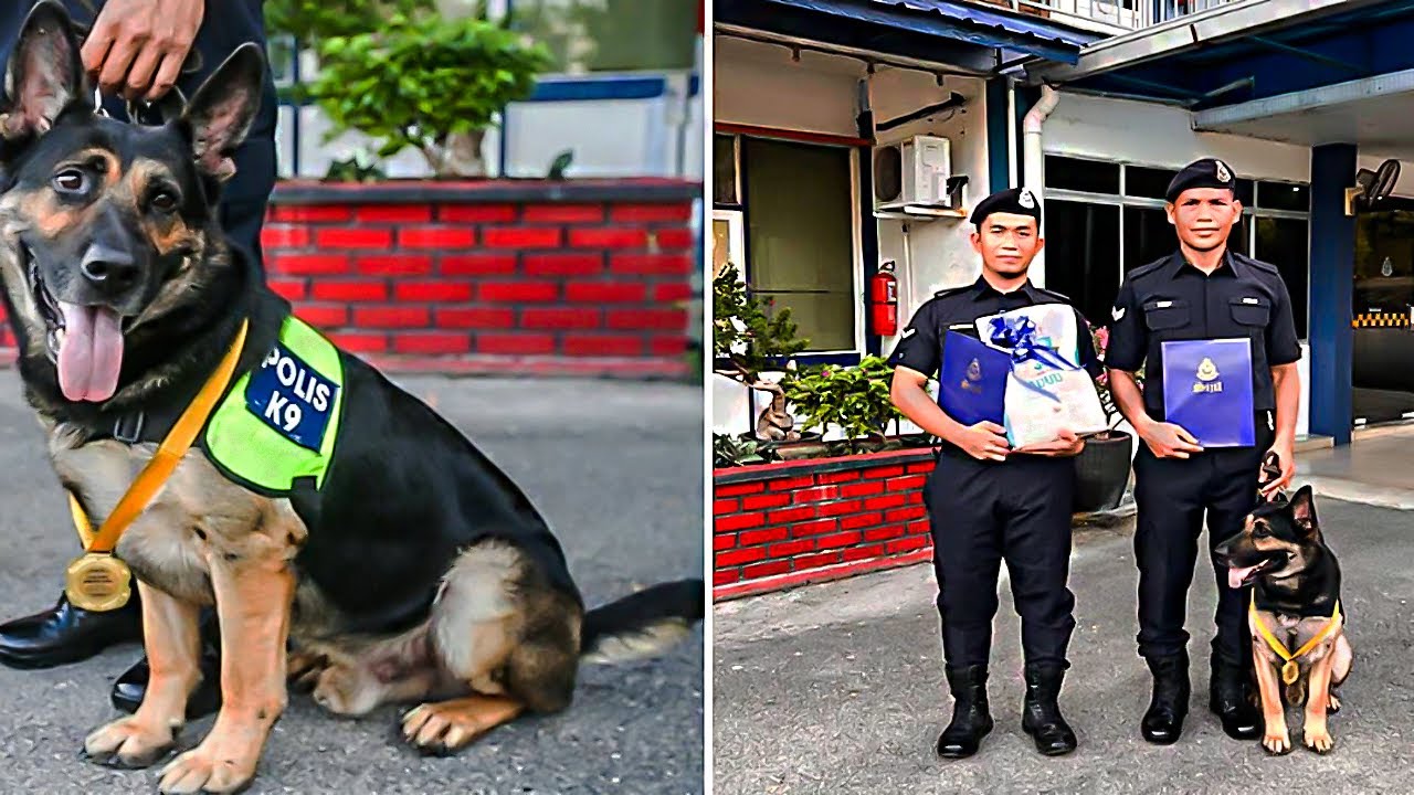 A Police Dog Saved A Missing Hiker’s Life By Spotting One Crucial ...