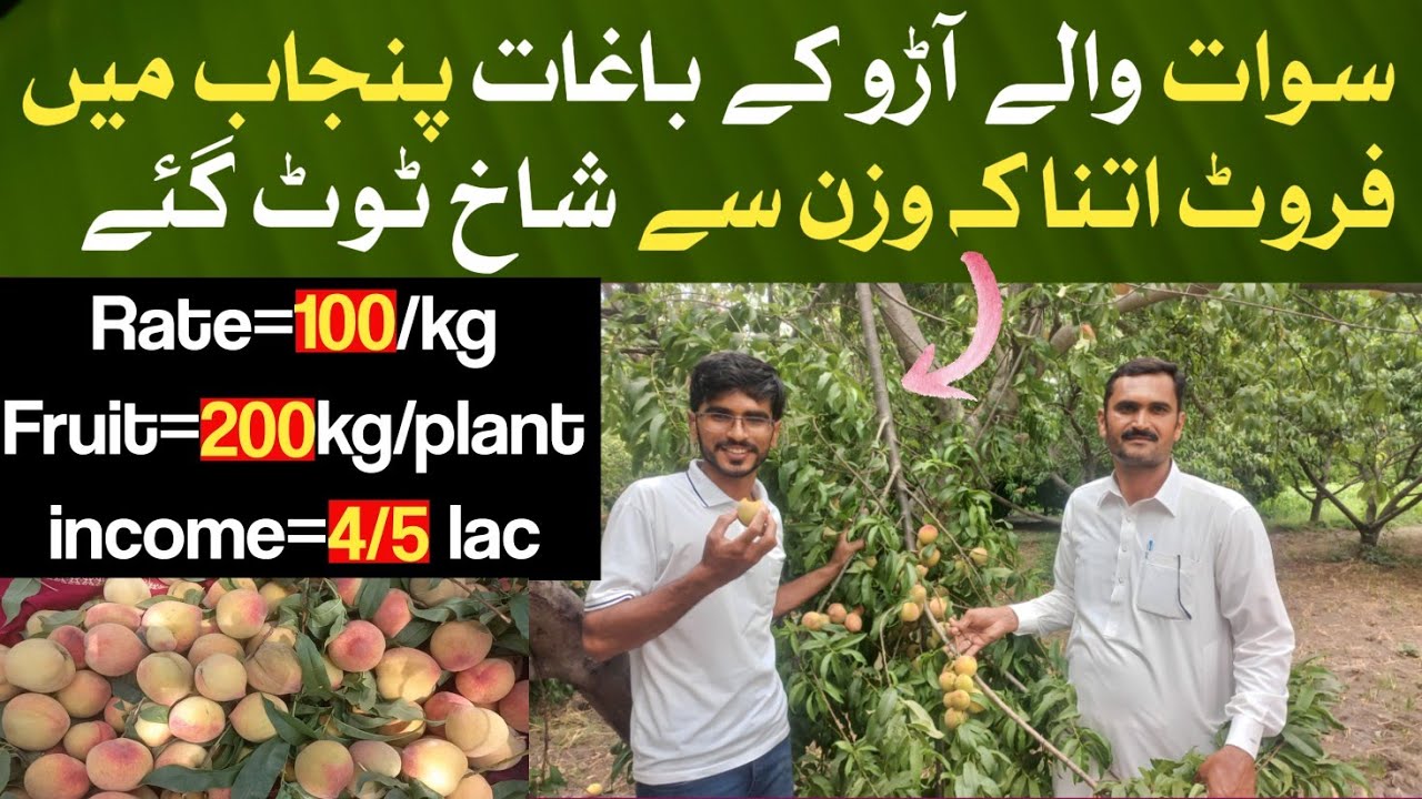 How to Plant a Peach Tree | Peach Fruit | Which fruit to grow in ...