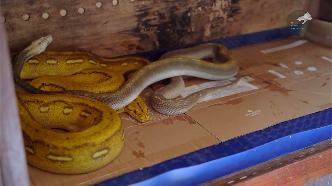 Cara Mengawinkan Ular Piton Reticulatus atau Sanca Kembang | Radar ...