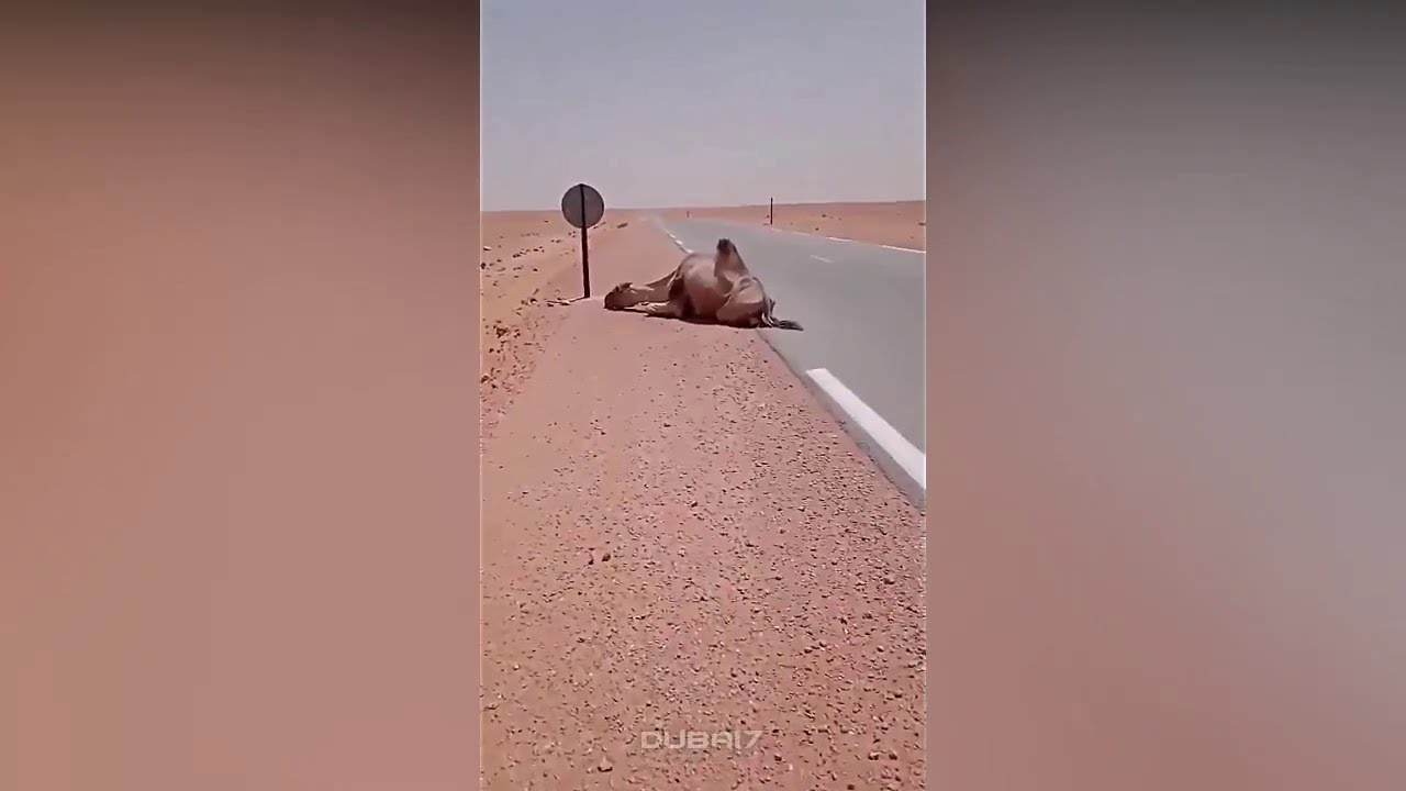 Algeria Desert Saving A Thirsty Camel from Death ! Under 60° Degree🌡️ ...